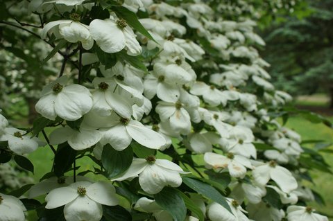 Cornus x rutgersensis Constellation™ PP07210 | Cornus rutgersensis ...