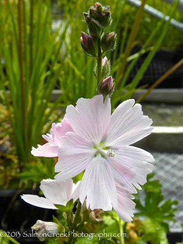 Sidalcea 'Elsie Heugh' | Checker Mallow | PINK PRAIRIE MALLOW | plant lust
