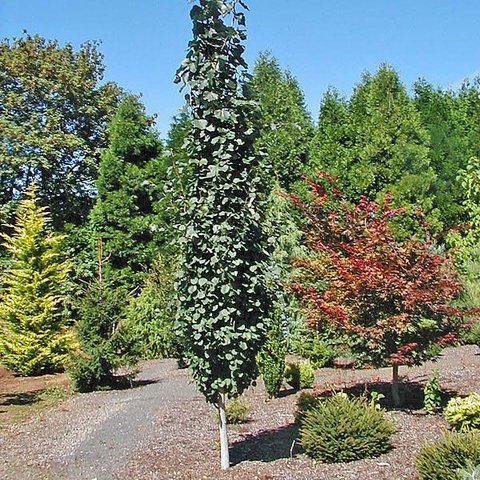 Populus tremula 'Erecta' | Columnar Swedish Aspen | Swedish Aspen ...