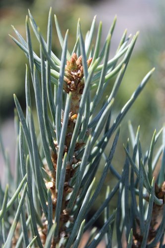 Pinus monophylla 'Owens Ball' | plant lust