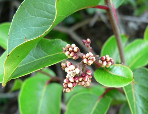 Rhus ovata | Sugar Bush | Sugar Sumac | plant lust