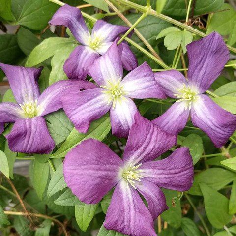 Clematis 'Little Bas' | Little Bas Small Flowered Clematis | plant lust