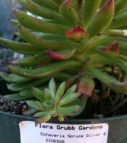 Echeveria 'Spruce-Oliver' | Echeveria 'Spruce Oliver' | plant lust