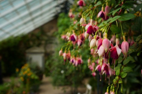 Fuchsia 'Rose of Castile' | Rose of Castile Fushia | plant lust