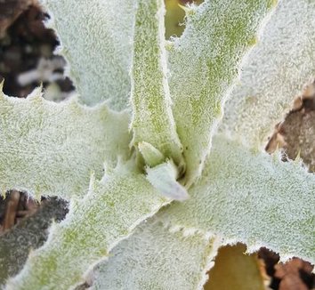 Hechtia from multiple nurseries on Plant Lust