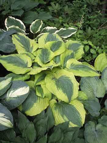 Hosta 'Goodness Gracious' | plant lust