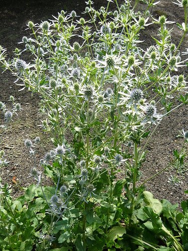 Eryngium variifolium | Moroccan Sea Holly | plant lust