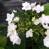 Hydrangea macrophylla 'Sumida No Hanabi' | Hydrangea macrophylla 'Fuji ...