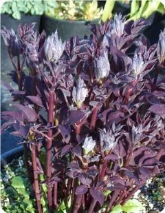 Clematis recta 'Midnight Masquerade' | | plant lust