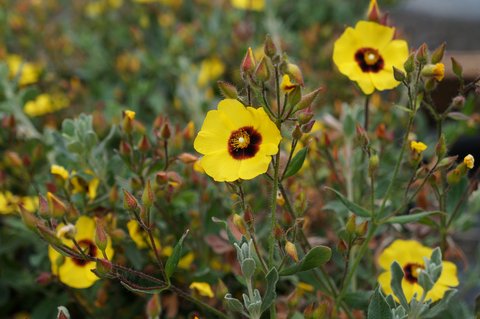 Halimium 'Susan' | Halimium ocymoides 'Susan' | Golden Rockrose | plant ...