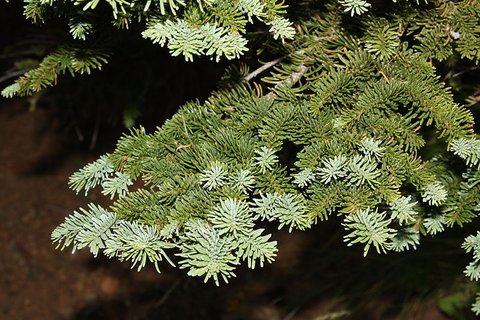 Abies procera | Noble Fir | plant lust
