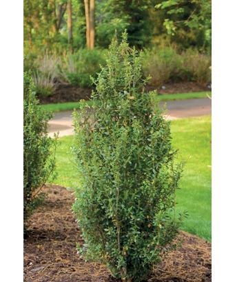 Ilex crenata Sky Pointer® PP20049 | Ilex crenata 'Sky Pointer' | Ilex ...