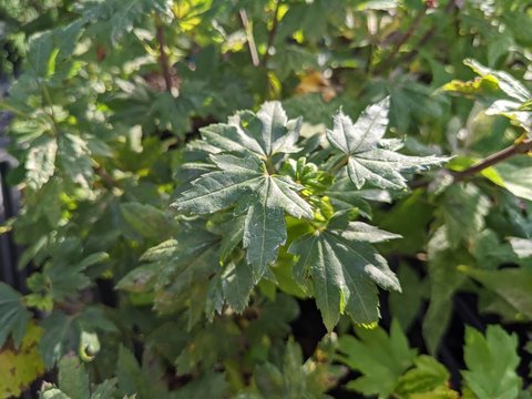 Acer circinatum 'Baby Buttons' | Baby Buttons Dwarf Vine Maple | plant lust