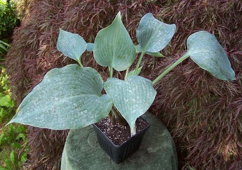 Hosta 'Olympic Silver Metal' | Hosta 'Olympic Silver Medal' | plant lust