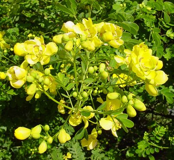 Adipera from multiple nurseries on Plant Lust