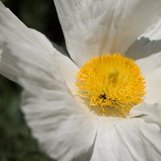Romneya coulteri | California Tree Poppy | Fried Egg Plant | Matilija ...