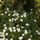 Carpenteria californica | Bush Anemone | plant lust