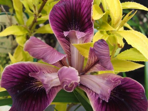 Iris 'Native Warrior' (PCI) | Iris PC Hybrid 'Native Warrior' | Native ...