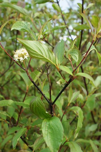 Cornus alba 'Kesselringii' | Kesselringii Tatarian Dogwood | plant lust