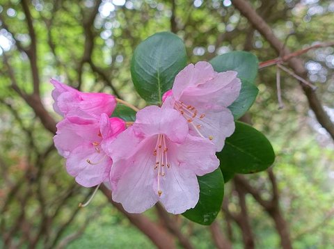 Rhododendron 'Bow Bells' | | plant lust