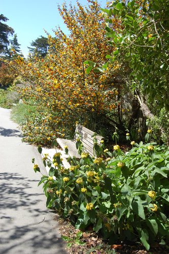 Fremontodendron californicum | Flannel Bush | plant lust