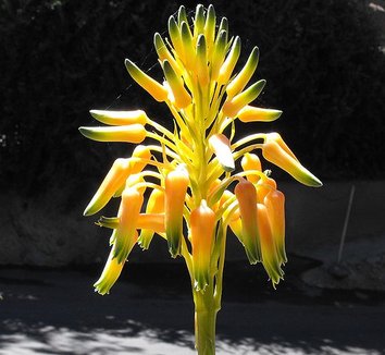 Aloe 'Pepe' | Aloe descoingsii x haworthioides | plant lust