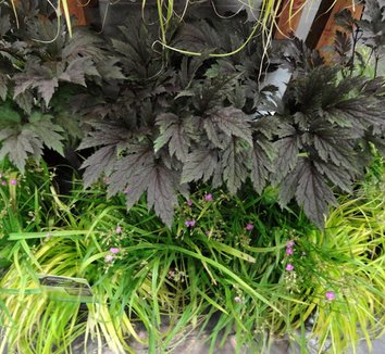 Actaea from multiple nurseries on Plant Lust