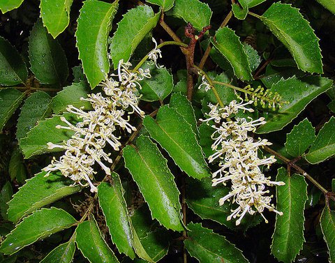 Gevuina avellana | Chilean Hazelnut | plant lust