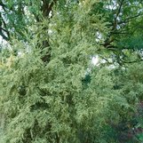 Azara microphylla 'Variegata' | Vanilla Tree | Variegated Boxleaf Azara ...