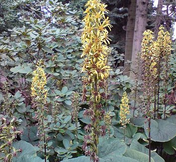 Ligularia from multiple nurseries on Plant Lust