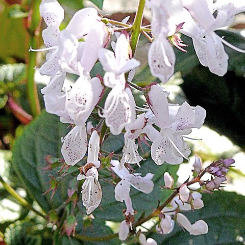 Plectranthus ciliatus 'Drege' | Spur Flower | plant lust