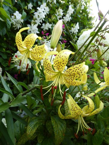 Lilium 'Aurelian Lemon Yellow' | Aurelian Lemon Yellow Lily | plant lust