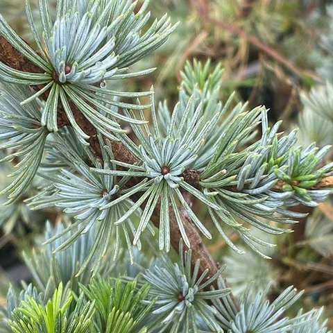 Cedrus libani 'Stenocoma' | Cedrus libani subsp. stenocoma | Cedar of Lebanon | plant lust
