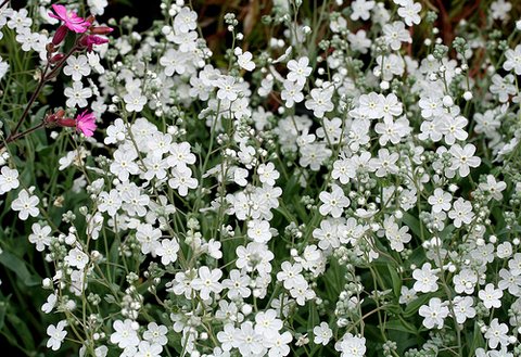 Omphalodes linifolia | Venus's Navelwort | plant lust