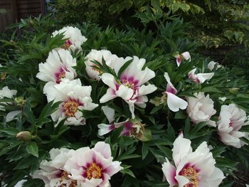 Paeonia 'Cora Louise' | Paeonia x Itoh hybrid 'Cora Louise' | Cora ...