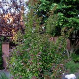Stewartia sinensis | Stewartia gemmata | Chinese Stewartia | plant lust