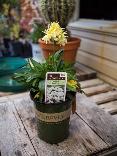 Leucanthemum x superbum 'Real Charmer' PP27,687 | | plant lust