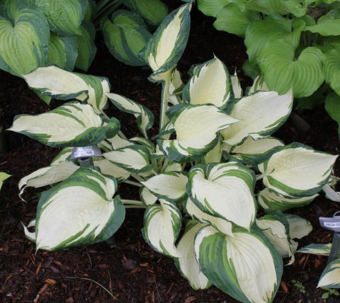 Hosta 'Dancing in the Rain' | plant lust