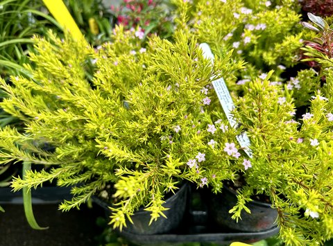 Coleonema 'Sunset Gold' | Coleonema pulchellum 'Sunset Gold' | Gold ...