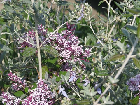 Syringa 'Red Pixie' | Red Pixie Lilac | plant lust