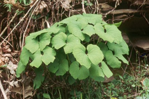 Jeffersonia diphylla | Rheumatism Root | Twinleaf | plant lust