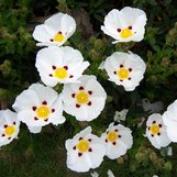 Cistus x dansereaui 'Decumbens' | Cistus dansereaui 'Decumbens ...