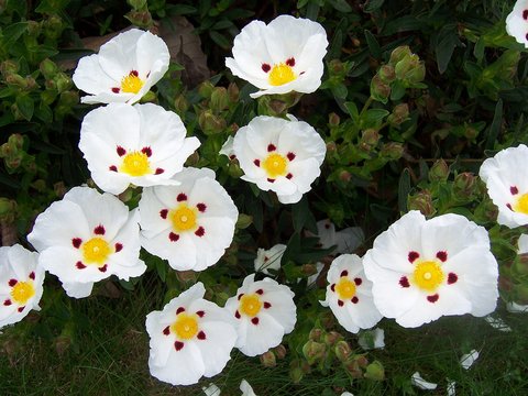Cistus x dansereaui 'Decumbens' | Cistus dansereaui 'Decumbens ...