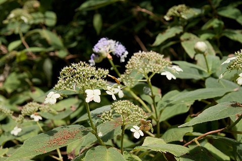 Hydrangea involucrata | Bracted Hydrangea | plant lust