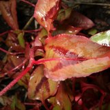 Persicaria microcephala 'Red Dragon' | Tovara 'Red Dragon' | Red Dragon ...