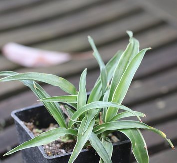 Rohdea from multiple nurseries on Plant Lust