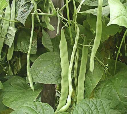 Helda Romano Bean | plant lust