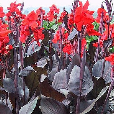 Canna 'Roi Humbert' | Canna 'Red King Humbert' | Canna x 'Roi Humbert ...