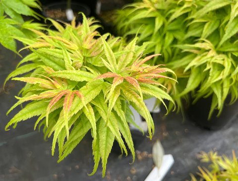 Acer palmatum 'Mystic Mikawa' | Mystic Mikawa Japanese Maple | plant lust