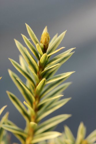 Taxus baccata 'Filip's White Column' | Filip's White Column English Yew ...